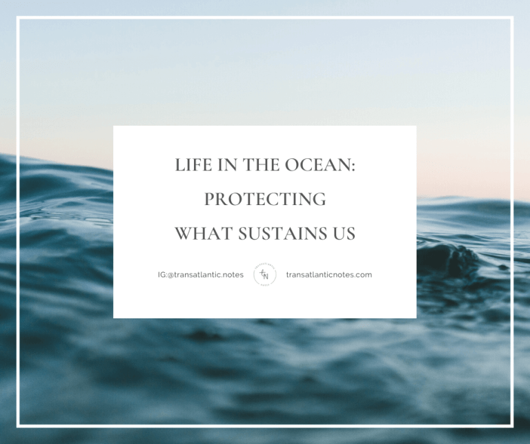 Life In The Ocean: Protecting What Sustains Us – transatlantic | notes