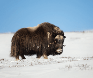 Survival in the Arctic: Animals Impacted by Climate Change ...