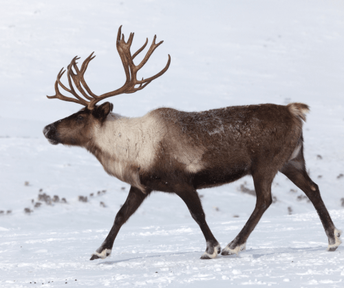 Survival in the Arctic: Animals Impacted by Climate Change ...